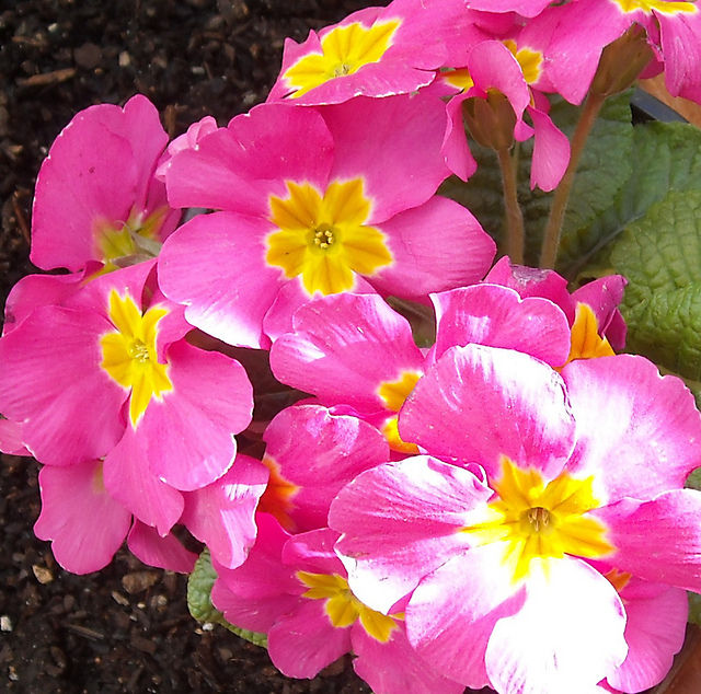 Ravelry: rosalias' Prímulas