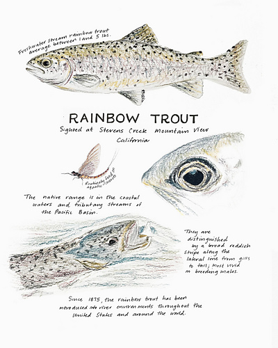 Ravelry: Rainbow Trout pattern by Sara Elizabeth Kellner