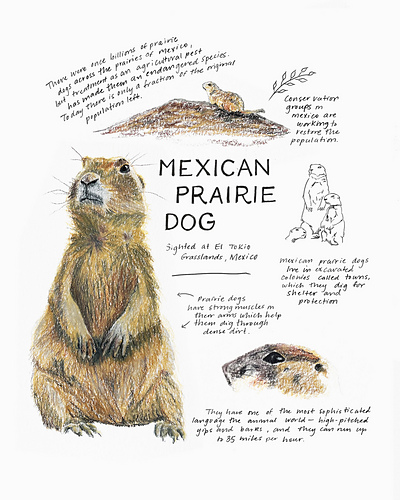 Ravelry: Mexican Prairie Dog pattern by Sara Elizabeth Kellner