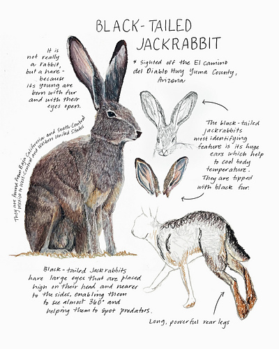 Ravelry: Black-Tailed Jackrabbit pattern by Sara Elizabeth Kellner