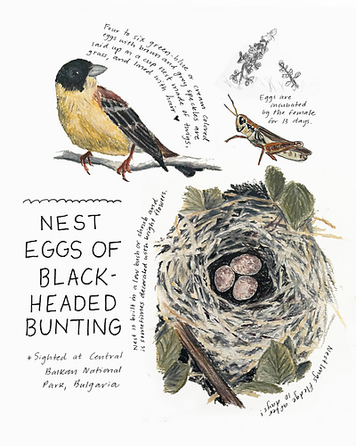 Ravelry: Nest & Eggs of Black-Headed Bunting pattern by Sara Elizabeth ...