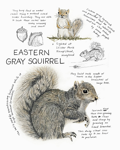 Ravelry: Eastern Gray Squirrel pattern by Sara Elizabeth Kellner