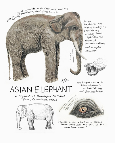 Ravelry: Asian Elephant pattern by Sara Elizabeth Kellner