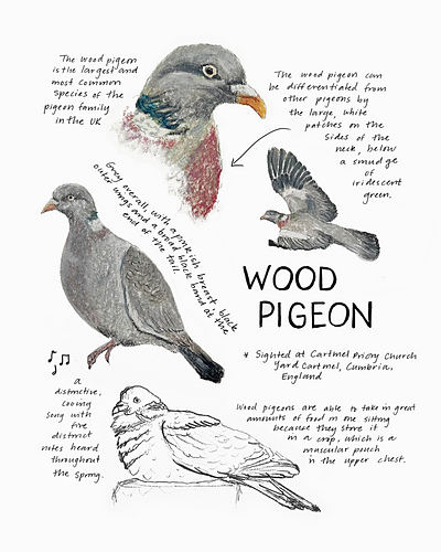 Ravelry: Wood Pigeon pattern by Sara Elizabeth Kellner