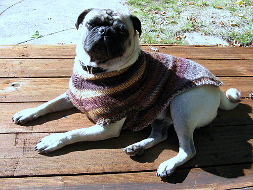 Ravelry: Pug Dog Sweater pattern by Angelcatkins (Elizabeth Scott) Designs