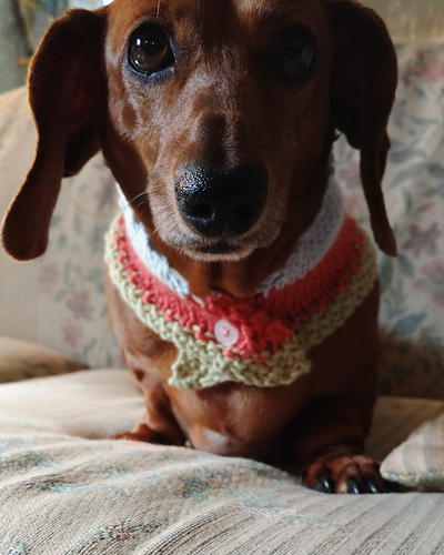Ravelry: Dachshund Scarf pattern by Devon Finney