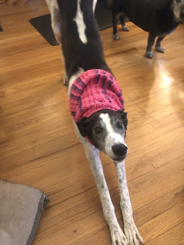Ravelry: greyhound snood pattern by Katherine Mills