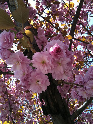 Ravelry: Spriteling pattern by Alice Yu