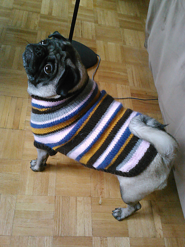 Ravelry: Pug Dog Sweater pattern by Angelcatkins (Elizabeth Scott) Designs