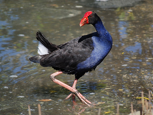 Ravelry: Pukeko pattern by Suze Nane