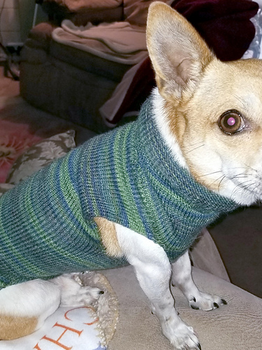 Ravelry: CSM Sweater for Small Male Dog pattern by Vickie Lachney