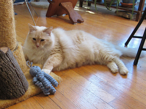 Ravelry: Octo Octo Cat Toy pattern by Kathy Kelly