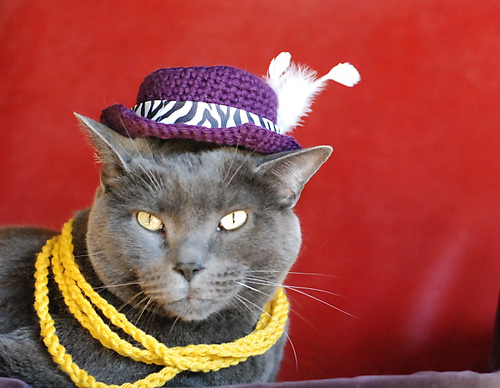 Ravelry: My Pimp Paw is Strong pattern by Stacy Mar