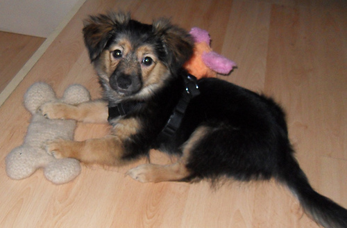 Ravelry: felted dog bone pattern by Kelly Nelsen