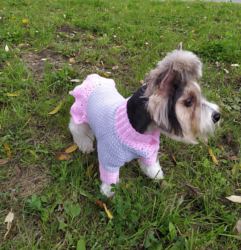 Ravelry: “Cherry garden” pet dress. pattern by Zanna Millere