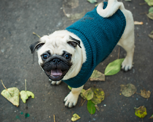 Ravelry: Pug Dog Sweater pattern by Angelcatkins (Elizabeth Scott) Designs